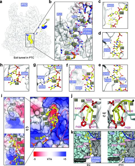 Binding Of Poly Dt Within The Exit Tunnel A B The Dna Rna Hybrid And