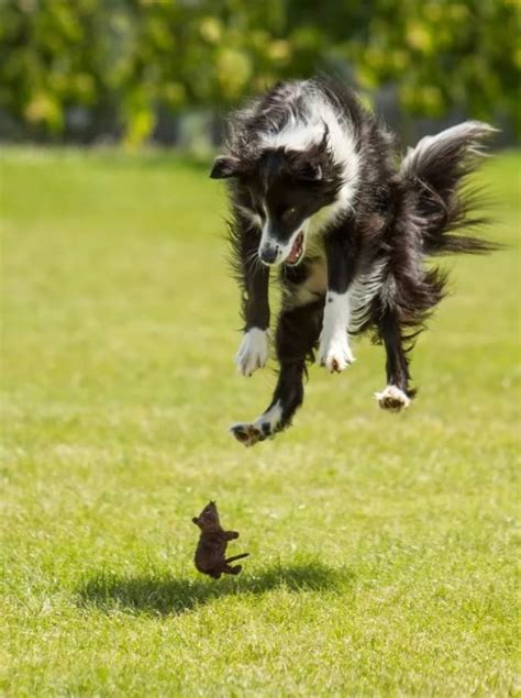 Самые смешные фото собак смех до слез 25 10 2025