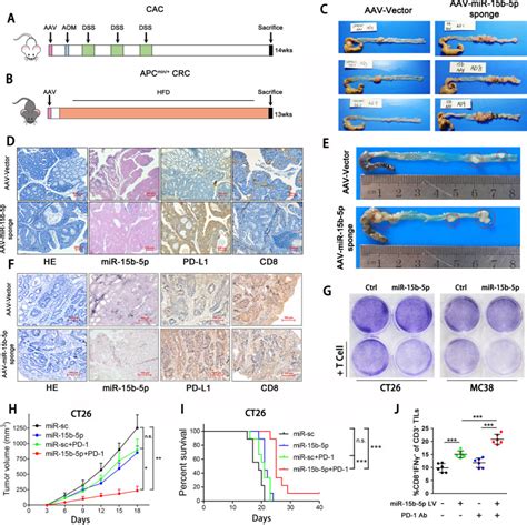Colon Cancer Cell Line Mc38 Atcc Bioz