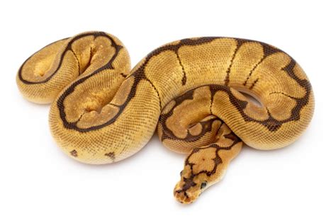 Premium Photo High Angle View Of Python On White Background