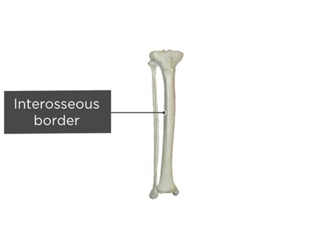 Tibia And Fibula Bones Anterior View