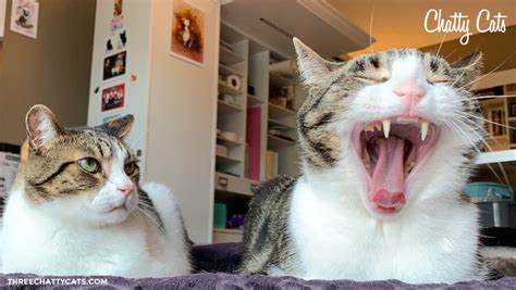 Chatty Cats Faces Roaring And More Three Chatty Cats