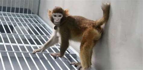 Sejarah Singkat Kloning Rari Domba Dolly Hingga Monyet Rhesus