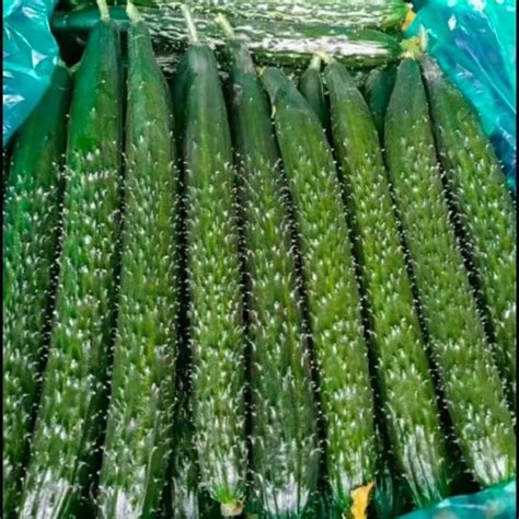 10大好黄瓜品种 惠农网