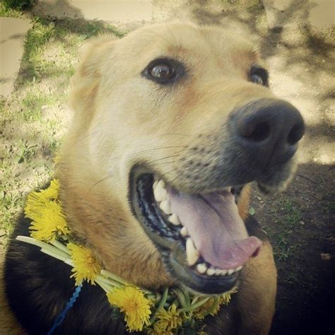 25 Adorable Animals Just Because Animals Cute Puppies And Kittens