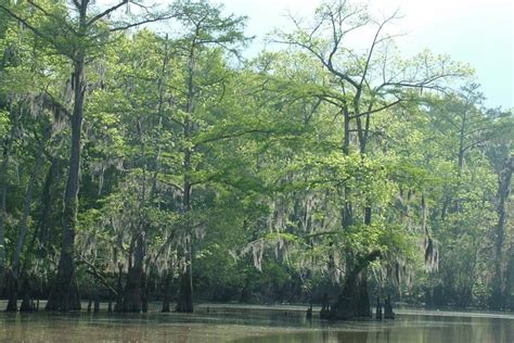 Private Tour Of The Honey Island Swamp 2023 Cool New Orleans