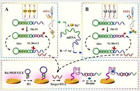 Luminescent Metalorganic Frameworks For Electrochemiluminescent Detection Of Water Pollutants