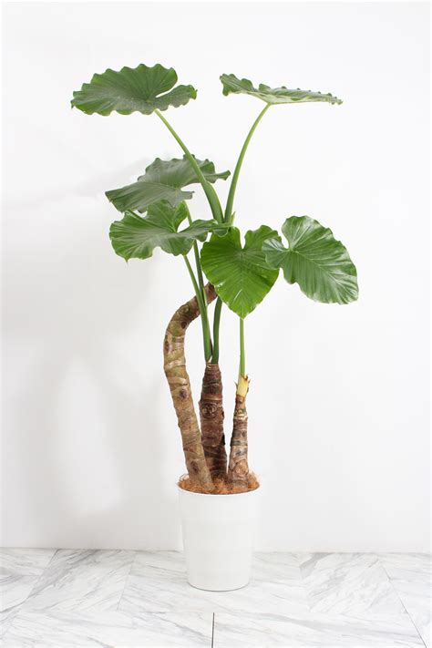 観葉植物｜クワズイモ 8号【the Good Flower Japan】