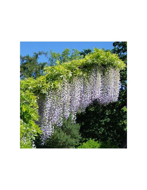 Wisteria Floribunda Macrobotrys