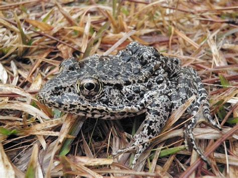 Western Carolina University Saving The Dusky Gopher Frog