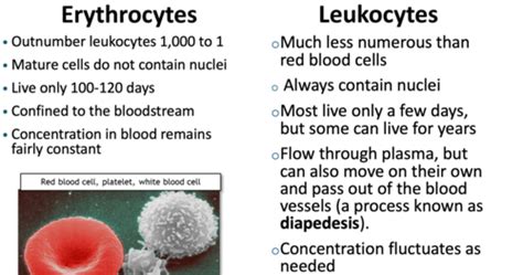 Physiology FINAL Flashcards Quizlet