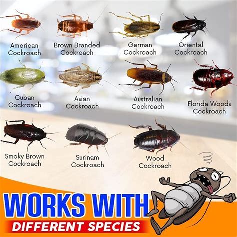 Smaworld 10pcs Roach Trap Master Powerful Cockroach Gel Bait