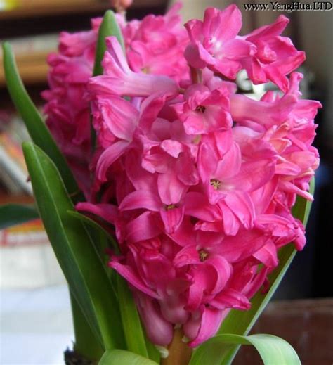 風信子花葉病症狀及防治 養花網