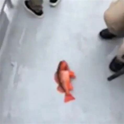 Fish Blank Template Imgflip