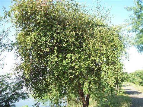 Indian Flowers And Herbs Ber Fruit