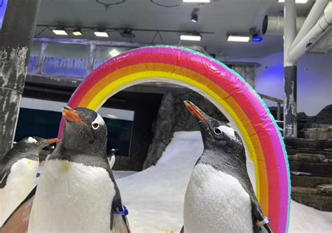 Sphen Australian Penguin Of Famous Same Sex Couple Dies At Age 11