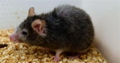 늙은 쥐 ‘회춘·생쥐 노화속도 촉진 실험 모두 성공