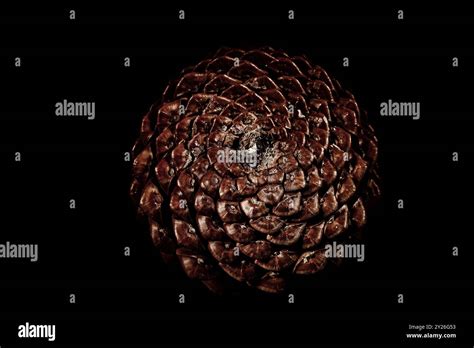 Pinecone Back To Illustrate Fibonacci Sequence In Nature Close Up