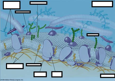 4th Week Membrane And Extracellular Matrix Diagram Quizlet