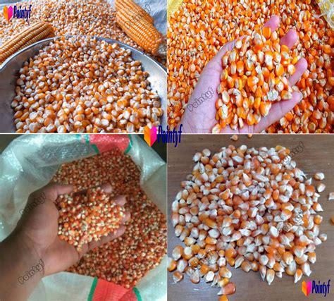 Jagung Untuk Pakan Ternak Unggas Ukuran Sedang Dan Ukuran Kecil Lazada Indonesia