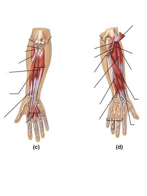 Arm Diagram Quizlet