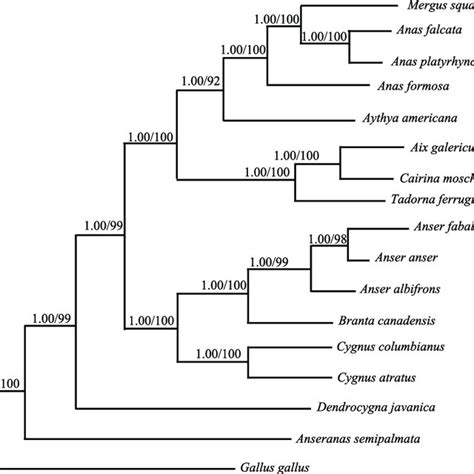 Phylogenetic Relationships Among The 16 Anseriforme Species Based On