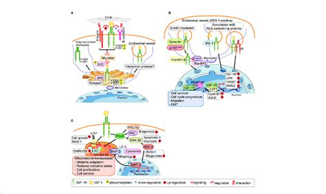 IGF 1R Trafficking Routes And Signaling To The Mitochondria And From