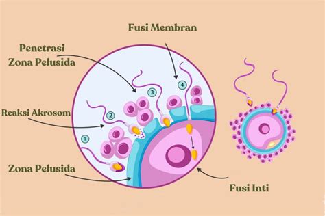 Mengenal Fertilisasi Pembuahan Tahapannya Bocah Indonesia