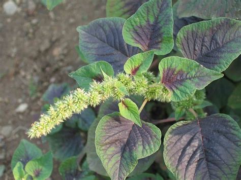 莧菜 Amaranthus Tricolor 香港嘉道理農場 Kadoorie Farm Hong Kong Flickr