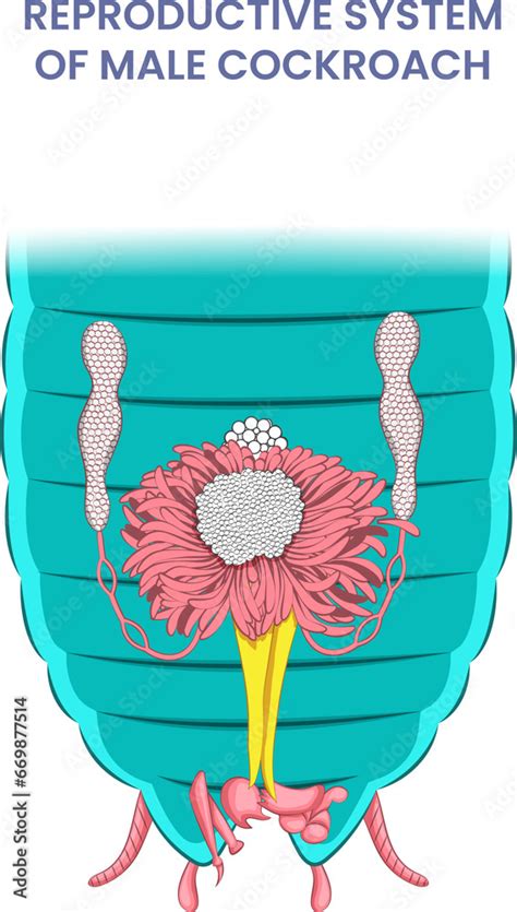 Male Cockroaches Have Testes And An Aedeagus For Sperm Transfer In