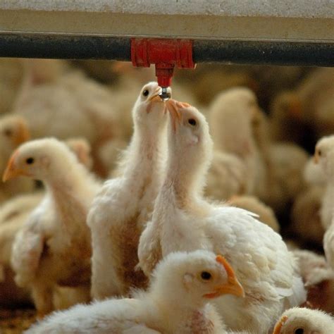 Using An Attenuated Eimeria Vaccine In Broilers With In Ovo Application For On Farm Hatching Hipra