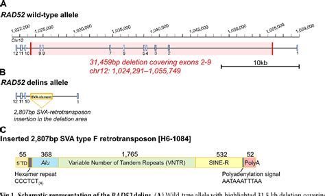 Figure 1 From Exome Sequencing Identified Rare Recurrent Copy Number Variants And Hereditary