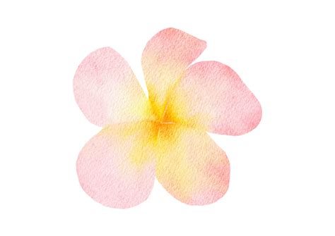 Watercolor Plumeria Flower 9827405 Png