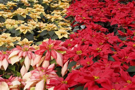 ¿sabes De Dónde Es Originaria La Flor De Nochebuena Conócelo Aquí México