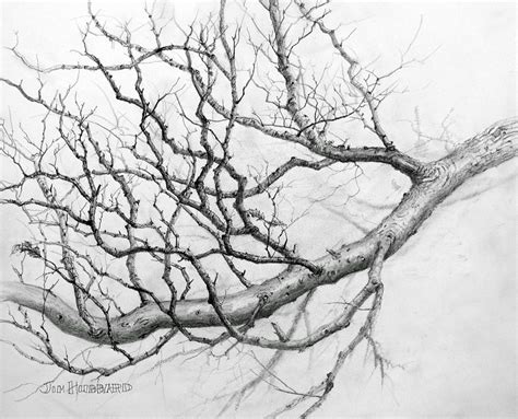 Oak Tree Branch Drawing At Explore Collection Of
