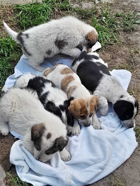 Подаряваме малки кученца гр София 7 ми 11 ти километър • Olx Bg