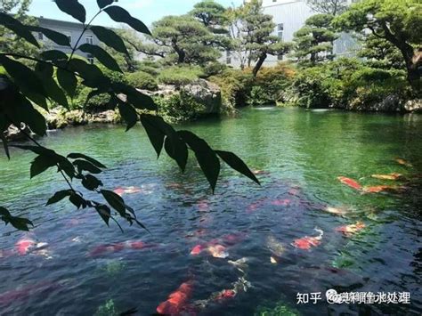 水色与水质谈绿水养鱼的优缺点 知乎