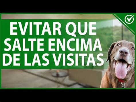 Cómo Evitar que mi Perro Salte Encima de las Visitas en Casa Blog de Animales