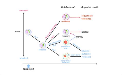 The Cellular Resilience Concept Survivable Toxic Insults Create