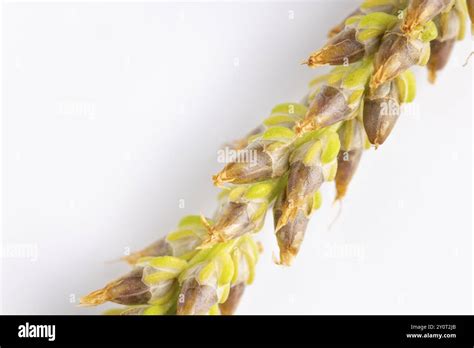 Close Up Brown Seed Head Of Broad Leaved Plantain Plantago Major