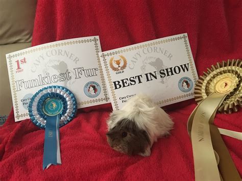 So Our Little Willow Won Funkiest Fur And Went On To Become The