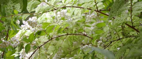 Abbey Perini Dev Community