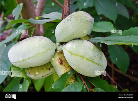 Fruit Of The Common Pawpaw Asimina Triloba Growing On A Tree Stock