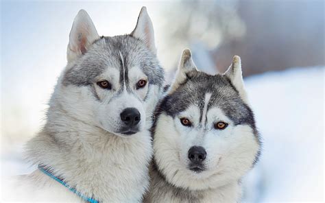 Alaskan Malamute Wallpaper Wallpapersafari