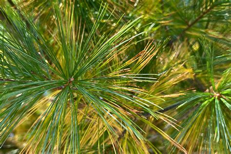 What Is Seasonal Pine Needle Drop