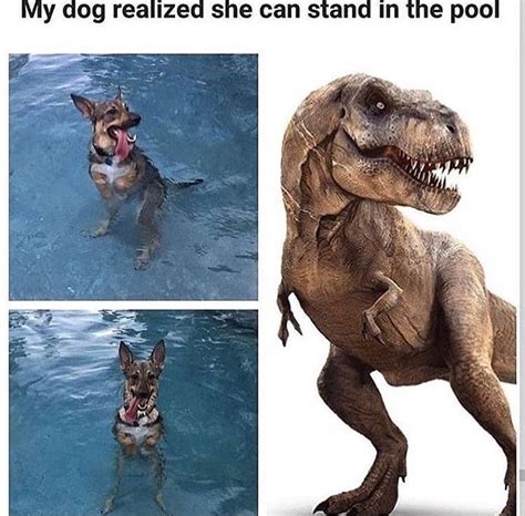 20 Swimming Pool Memes To Keep Your Laughs Above Water Funny