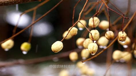 苦楝，这个乡土树种不一般，全身都是宝 功效
