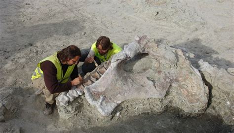 Meet Enigmacursor New Dinosaur Species Unveiled At London S Natural