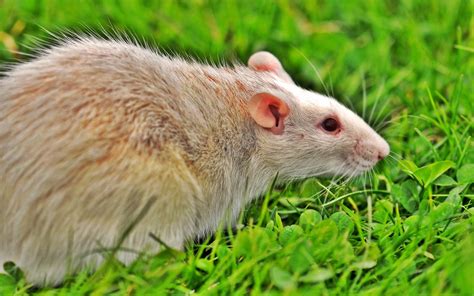 Keluarga Tikus ~ Alam Tikus