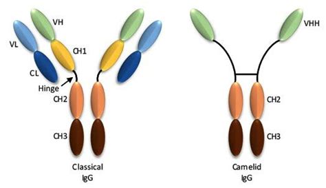 Structure Of Camelid Igg As Compared With The Classical Igg Igg